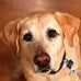 Yellow Lab Portrait from Photo – Portraits and Miniatures by NC